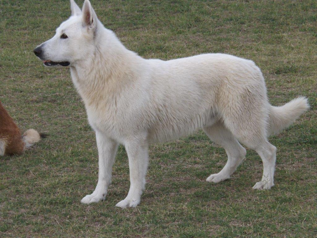 Coolabah Xcell Storm - White Swiss Shepherd Dog Club of Australia Inc