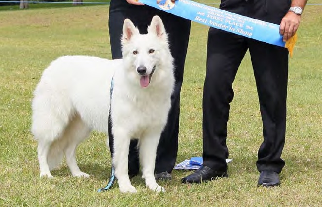 Previous National Show Results - White Swiss Shepherd Dog Club of ...