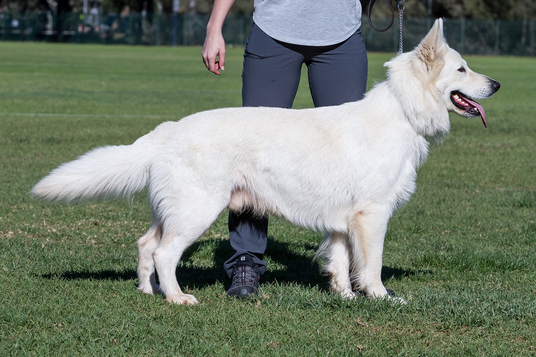 Stud Dogs - White Swiss Shepherd Dog Club of Australia Inc