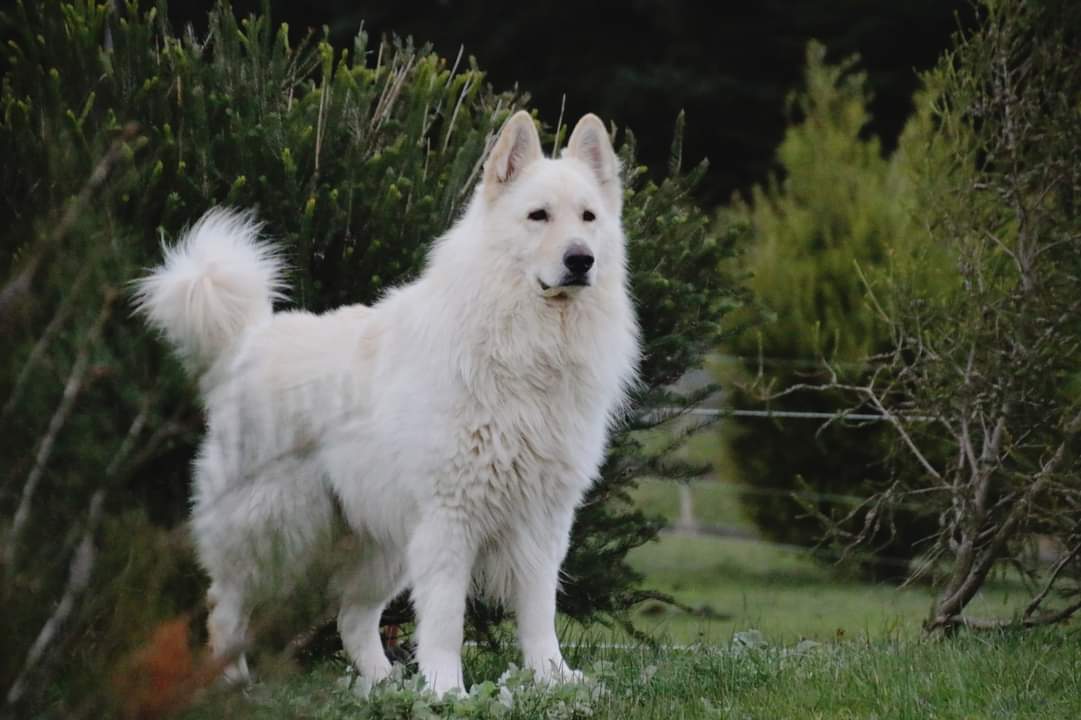 Stud Dogs - White Swiss Shepherd Dog Club of Australia Inc