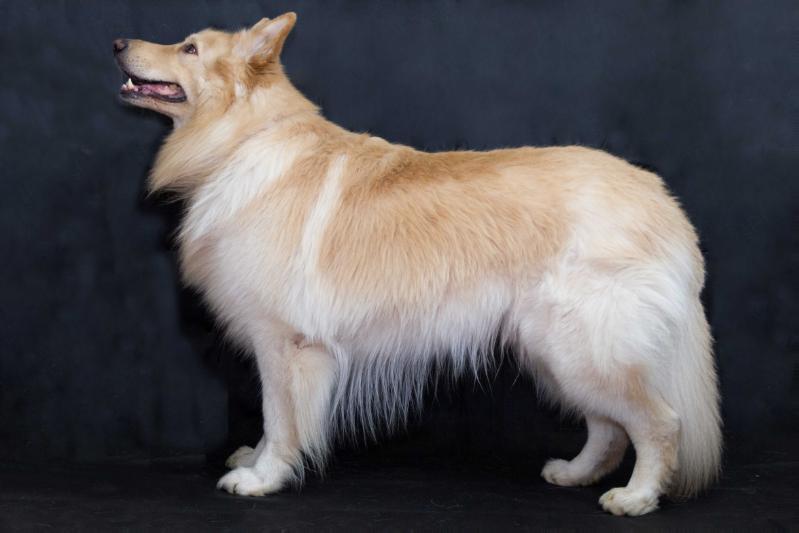 Stud Dogs - White Swiss Shepherd Dog Club of Australia Inc