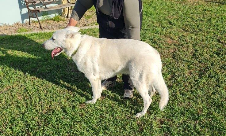Stud Dogs - White Swiss Shepherd Dog Club of Australia Inc