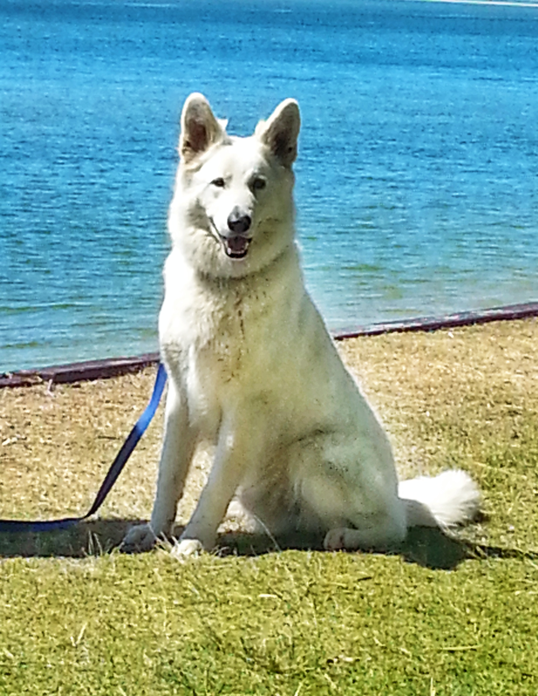 Stud Dogs - White Swiss Shepherd Dog Club of Australia Inc