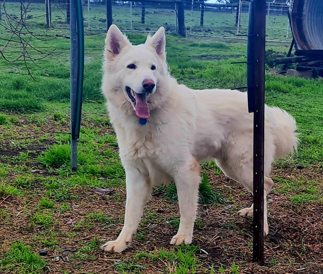 Stud Dogs - White Swiss Shepherd Dog Club of Australia Inc